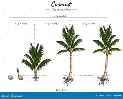 Growing Stages Of Coconut Tree Cartoon Vector