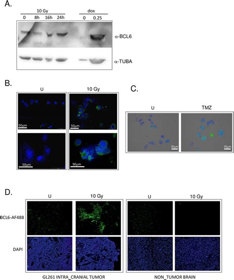 Bcl6 Was Up Regulated By Dna Damaging Therapy In The Transplantable Download Scientific Diagram