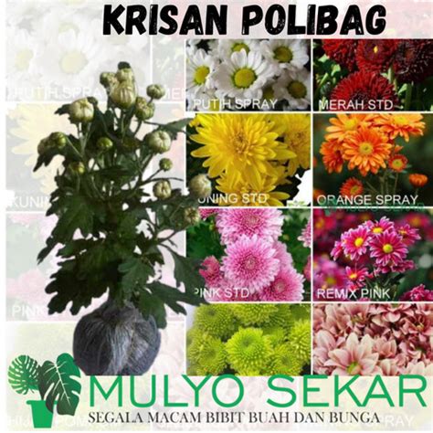 Jual Tanaman Hias Bunga Krisan Polibag Standart Berbunga Random