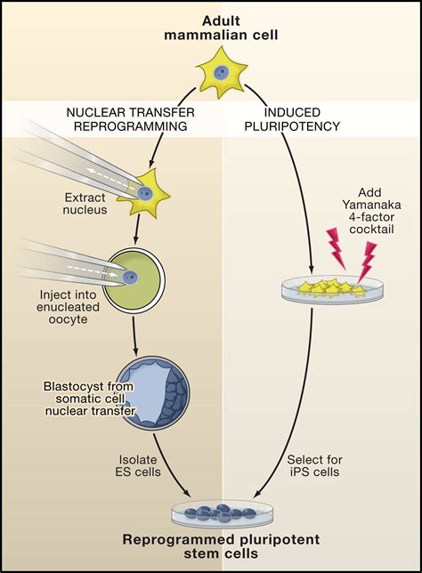Reprogramming To Pluripotency From Frogs To Stem Cells Cell