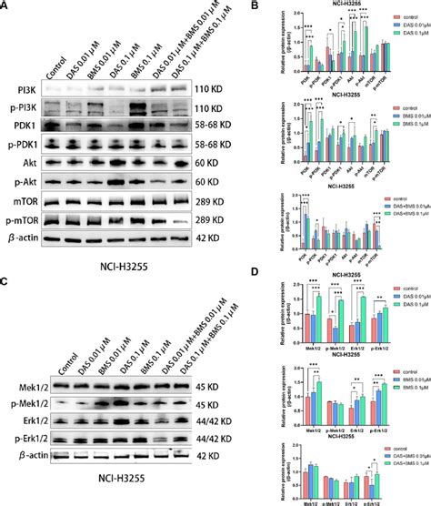 Effects Of Dasatinib Alone Bms 754807 Alone Or Dasatinib In Download Scientific Diagram