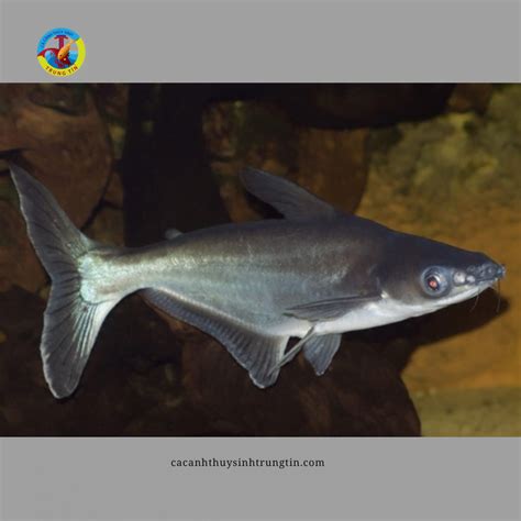 Cá Mập Đen Cá Cảnh Thủy Sinh Trung Tín