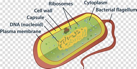 Prokaryote Clipart