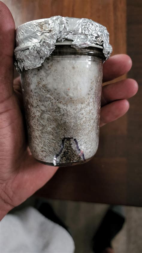 Actives Newbie Is This A Mycelium Patch Or Should I Be Worried First