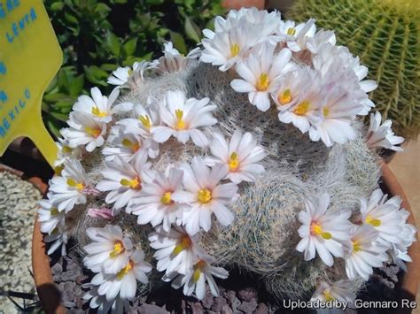 Mammillaria lenta