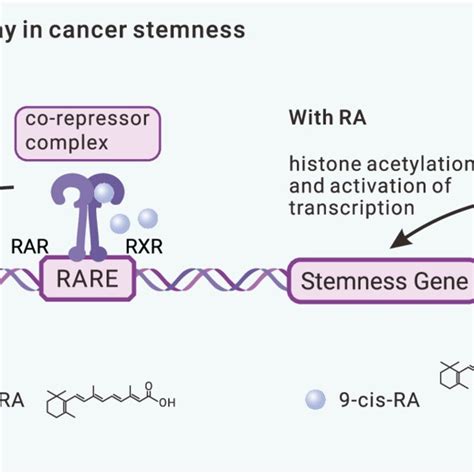 Retinoid Signaling Pathway In Cancer Stemness Download Scientific