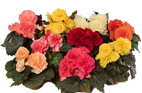 Trailing Begonia Seeds Begonia Seeds Begonia Limitless® Mix