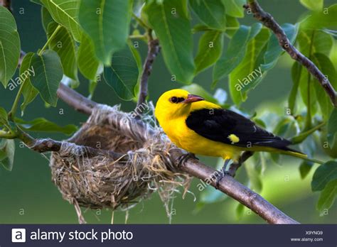 Oriole Nest Stock Photos & Oriole Nest Stock Images - Alamy