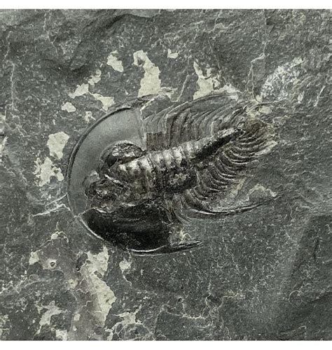 Fossils For Sale Fossils Rare Upper Cambrian Trilobite From