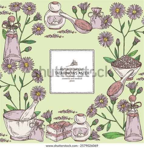Background Aster Tataricus Aster Tataricus Plant Stock Vector Royalty Free 2579026069