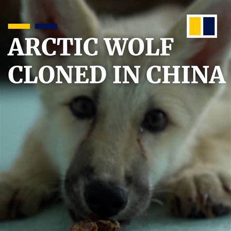 ‘worlds First Cloned Arctic Wolf Bred In A Chinese Lab Laboratory
