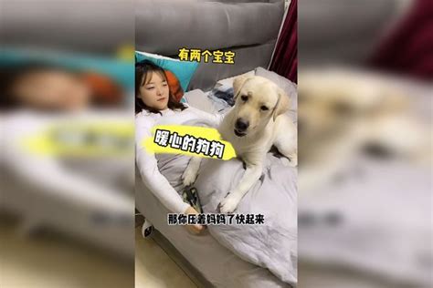 这狗狗太暖心了吧狗狗