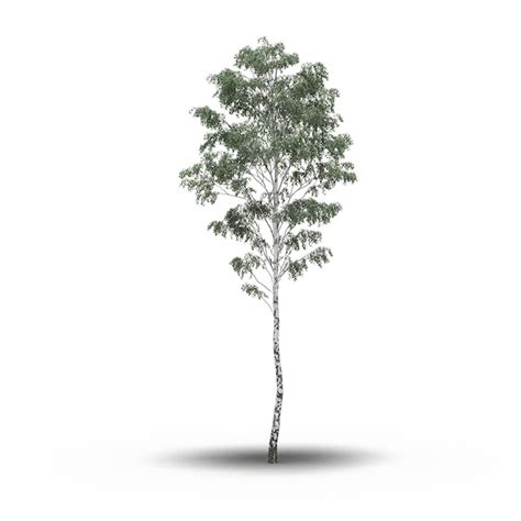 Premium Photo Large Tree With A Shadow Under It Isolated On White