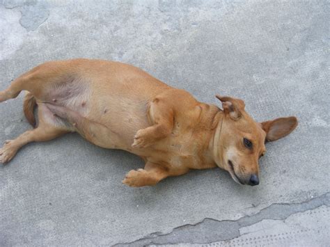 Why Do Male Dogs Bleed From Their Private Parts