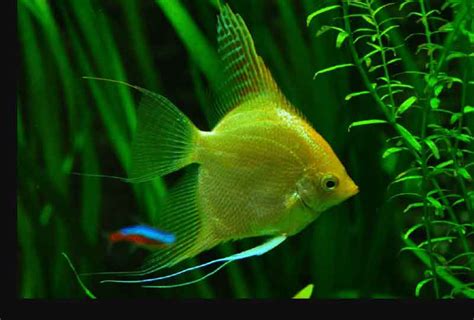 Cara Terbaik Memelihara Ikan Manfish Layang Layang Solahart Handal
