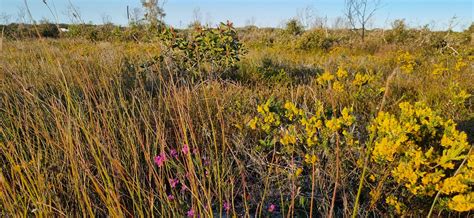 Wallum In Bloom Rsunshinecoast