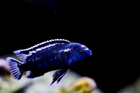 Pseudotropheus Interruptus Unknown Locality