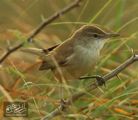 پرندگان ، سسک تالابي پر صدا