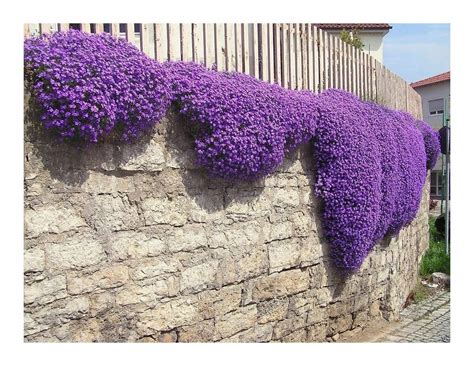 Фиолетовые растения для сада 58 фото