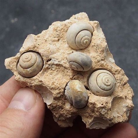 Gastropod Fossils For Sale Ebay Fossils Fossil Sale