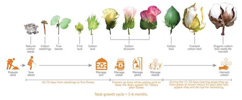 Cotton Plant Life Cycle