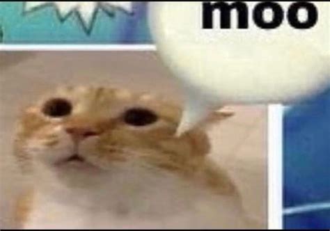 An Orange Cat Is Looking At The Camera