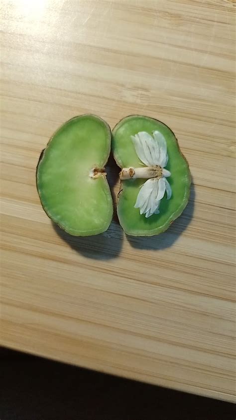 I Need Help Identifying This Seed Rseedsaving