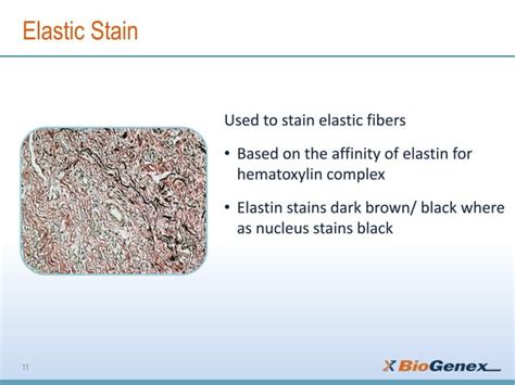 Pathology Special Stains For Ffpe Tissue Staining Pptx