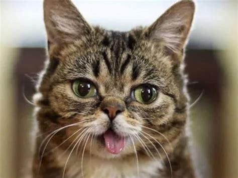 Murió Lil Bub La Gatita Con Enanismo Que Se Hizo Famosa En Internet