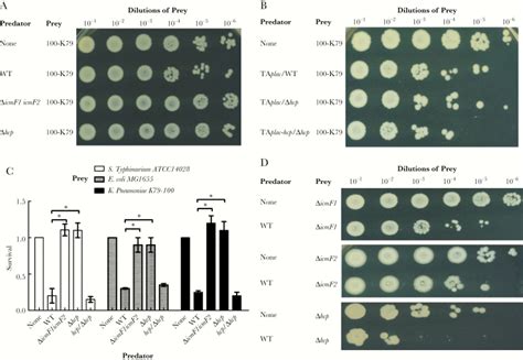 Klebsiella Pneumoniae Type Vi Secretion System Contributes To Bacterial