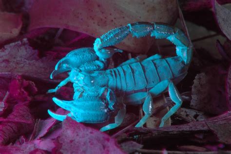 Victorias 13 Scorpion Species And Why They Are Not As Venomous As