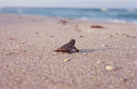 The Science Struggle And Significance Of Sea Turtle Hatchlings