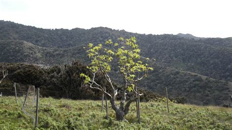 El último Ejemplar En Estado Silvestre Conoce A La Dendroseris