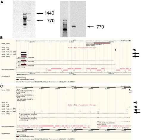 Identification Of Full Length Transcripts Exon 1a 13 And Also An