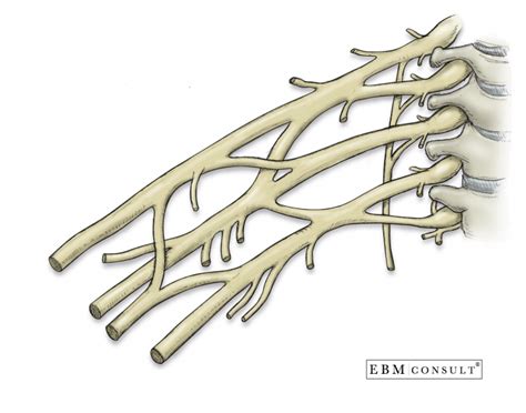 Brachial Plexus Id Quiz