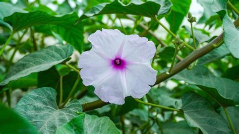 Premium Photo Ipomoea Aquatica Flower White And Pink Morning Flower