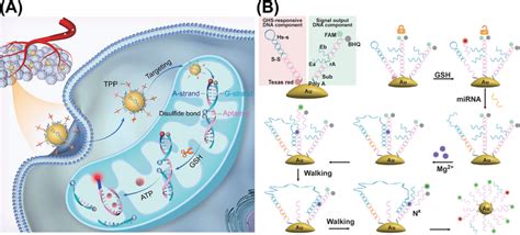 A Schematic Illustration Of The Redox‐controlled Aptasensor For Download Scientific Diagram
