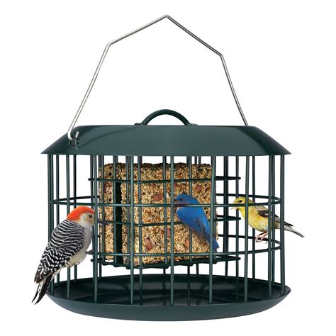 Best Squirrel Proof Feeders Protect Seeds And Attract Birds