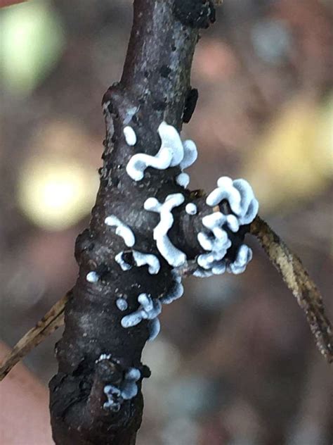 Physarum Bivalve 225302211 Picryl Public Domain Media Search Engine Public Domain Search