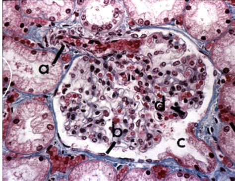DSA 03 Kidneys Ureter Bladder Flashcards Quizlet