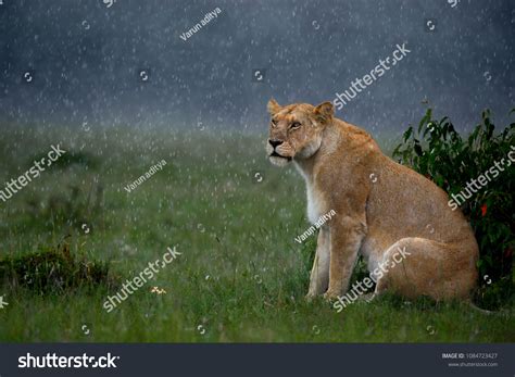 Lioness Rain Stock Photo Shutterstock