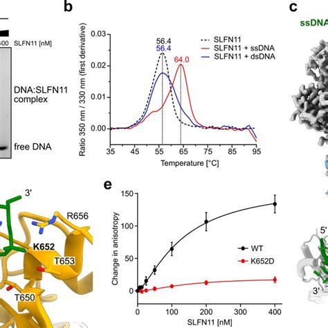 Slfn11 Binding To Dna A Ssdna And Dsdna Binding Ability Of Slfn11