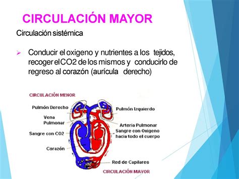 Cn 6 Circulación Mayor Y Menor Genially