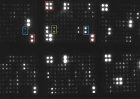 Stem Cell Growth Factor