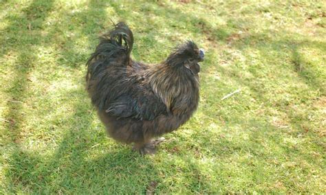 Rare Silkie Chicken Colors And Varieties With Pictures
