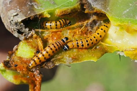 Especies Invasoras En México Ejemplos Con Fotos