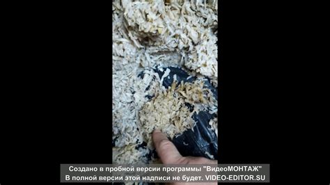 свекольный жом хранение - YouTube