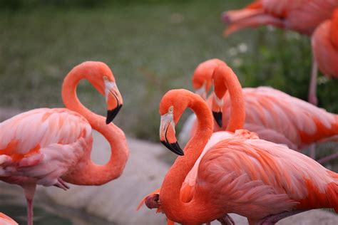 Eritrismo Uma Vida Em Cor De Rosa Invivo