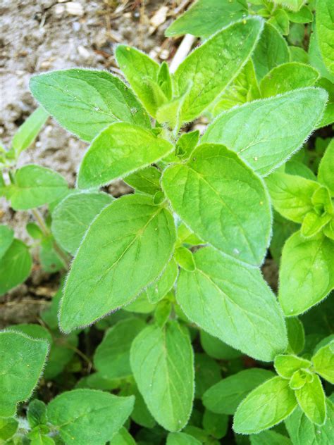 Oregano - Ayons-Welt