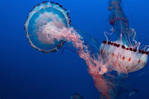Jellyfish Underwater Photo Of Jelly Fish Sea Life Image Free Photo